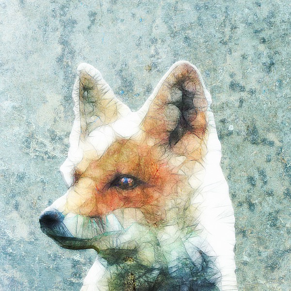 Abstract Fox – Image Conscious