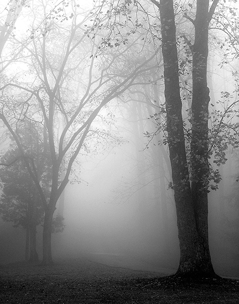 November Fog – Image Conscious