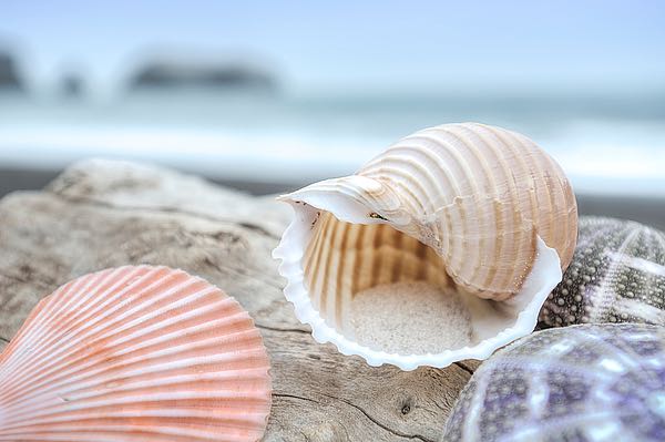 Crescent Beach Shells 9 – Image Conscious