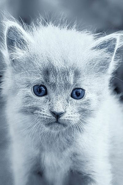Blue Kitty – Image Conscious