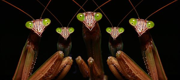 Praying Mantis: Family Portrait – Image Conscious