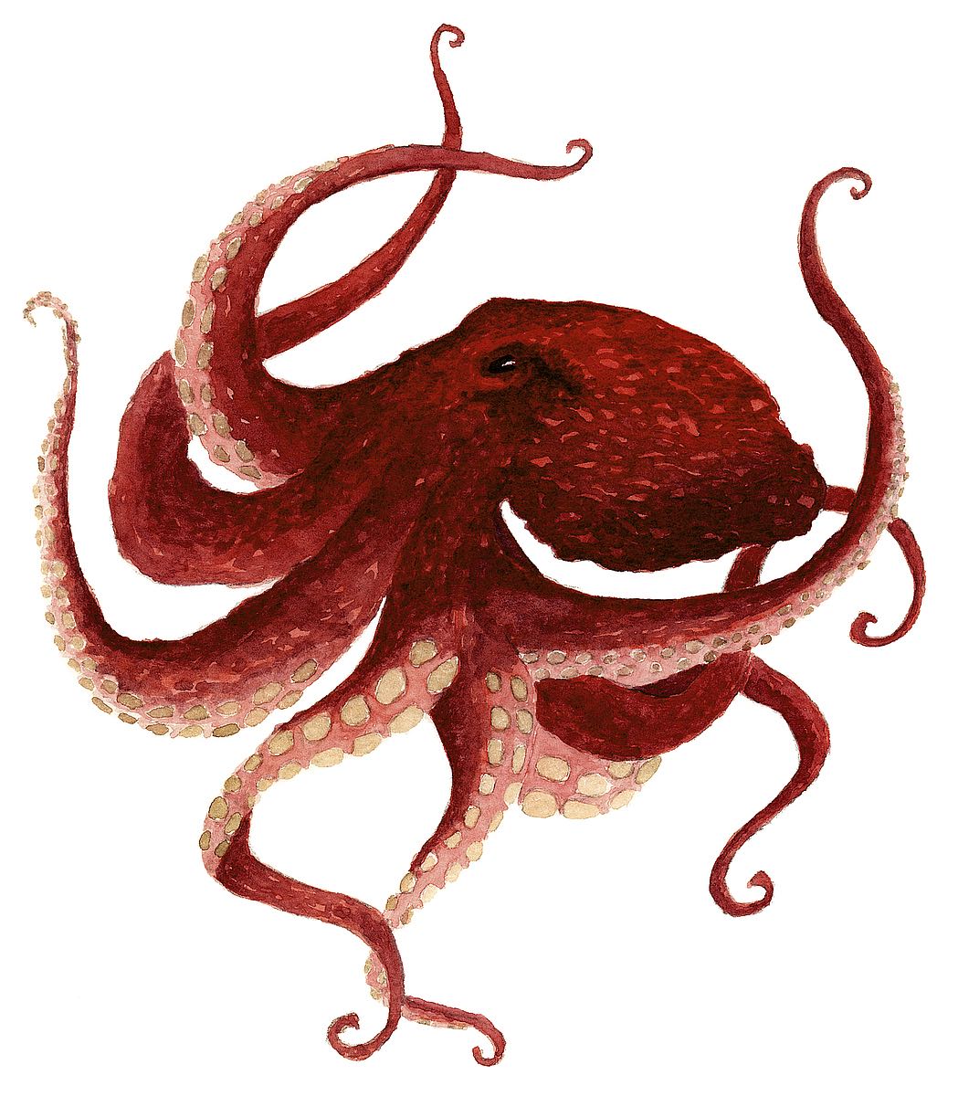 Giant Pacific Octopus – Red – Image Conscious