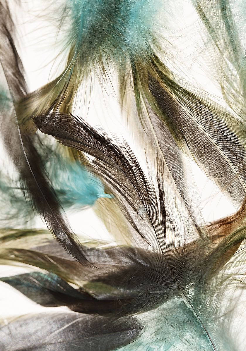 Floating Feathers – Image Conscious