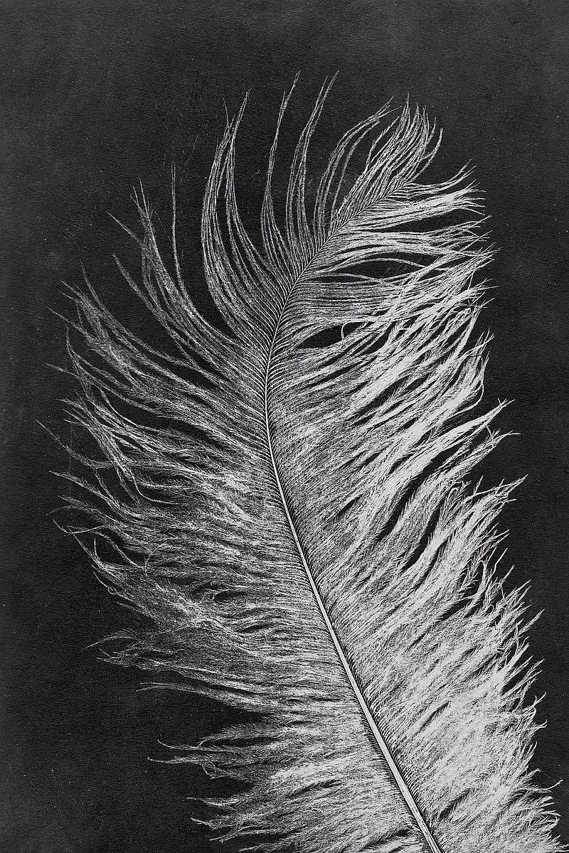 Feather 3 Dark – Image Conscious