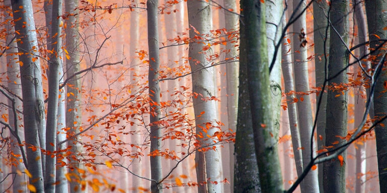 Spotlight :: Fall Into Fall – Image Conscious