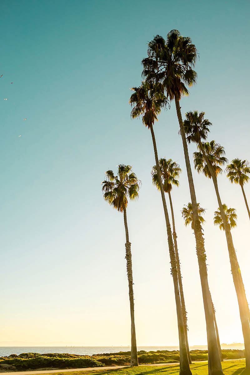 Palms and Ocean – An Inseparable Pair – Image Conscious